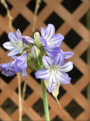 Learn about Agapanthus Prolific Blue | Prolific Blue Lily-of-the-Nile ...